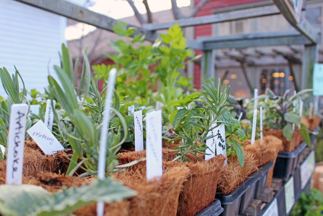 Why Choose Local Seedlings? - Middlebury Food Co-op