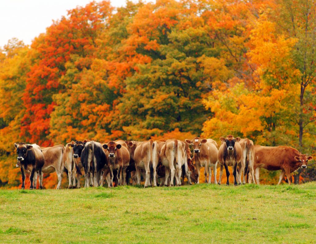 Spotlight on Cabot Creamery - Middlebury Food Co-op