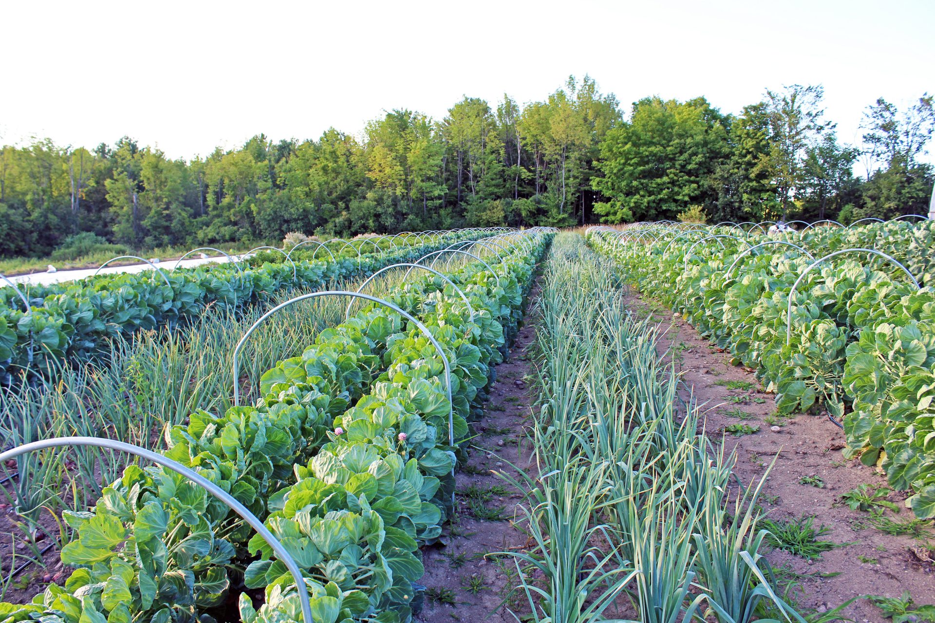 Spotlight on Four Pillars Farm - Middlebury Food Co-op
