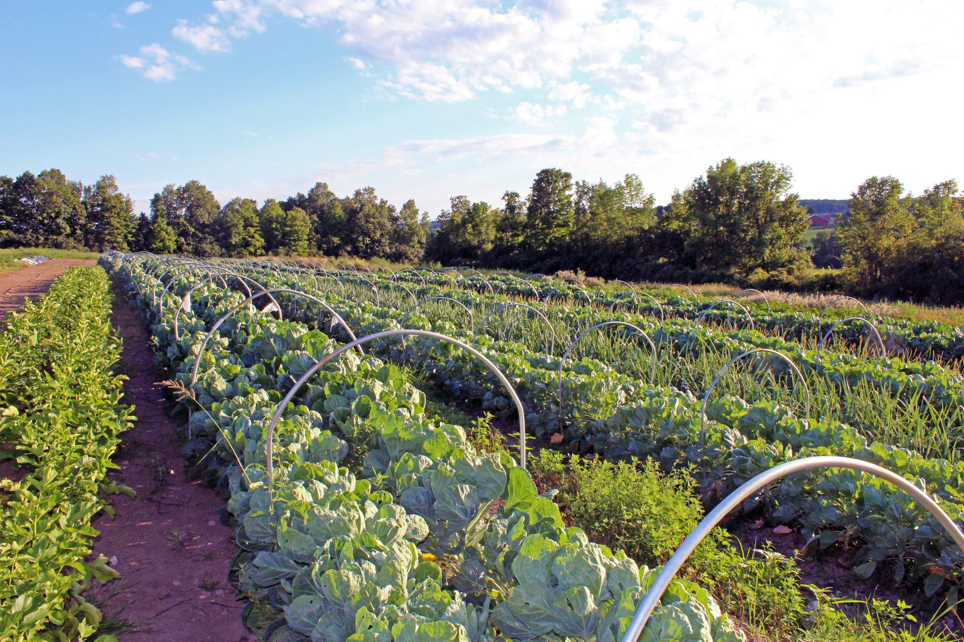 Spotlight on Four Pillars Farm - Middlebury Food Co-op