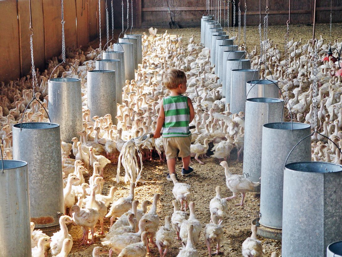 Spotlight on Stonewood Farm - Middlebury Food Co-op