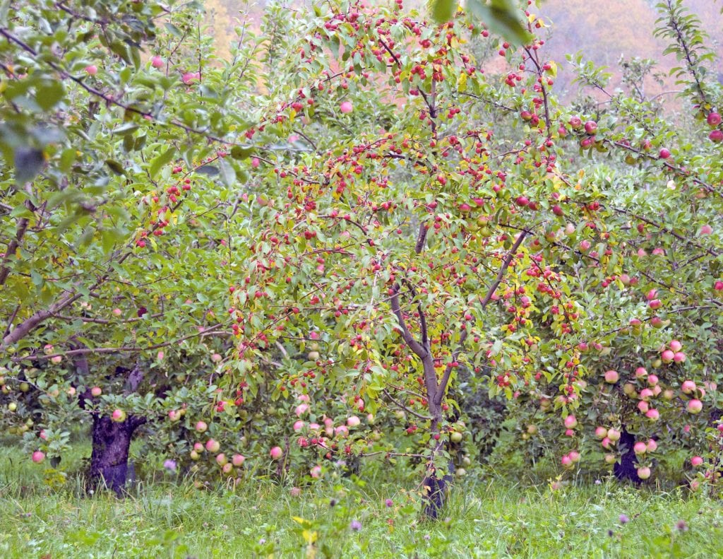 Spotlight on Scott Farm - Middlebury Food Co-op