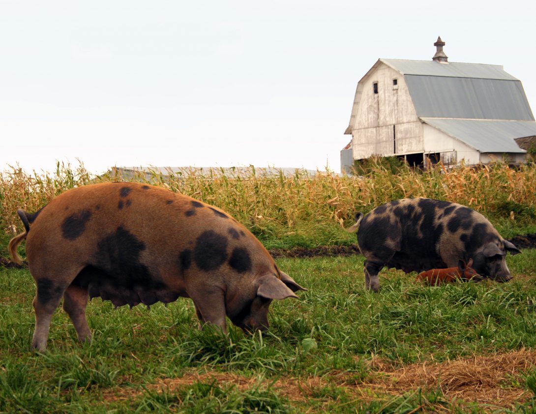 Spotlight on Niman Ranch - Middlebury Food Co-op