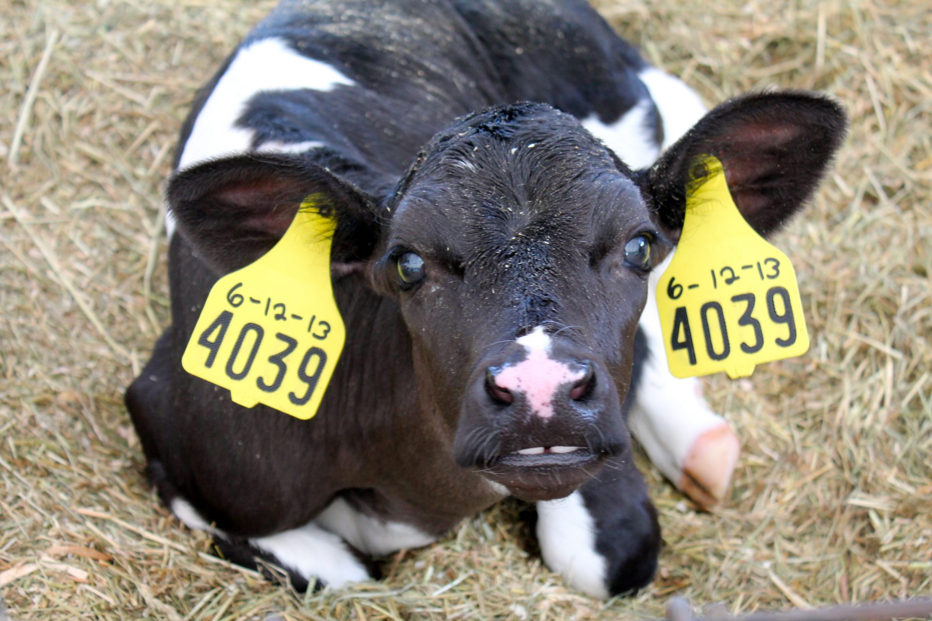 Spotlight on Monument Farms Dairy - Middlebury Food Co-op