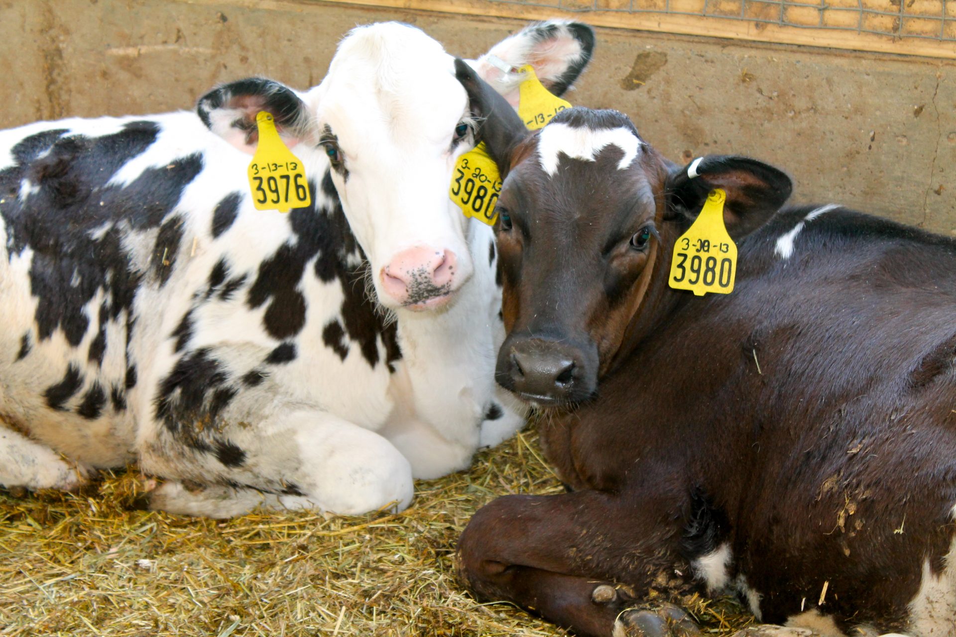 Spotlight on Monument Farms Dairy - Middlebury Food Co-op