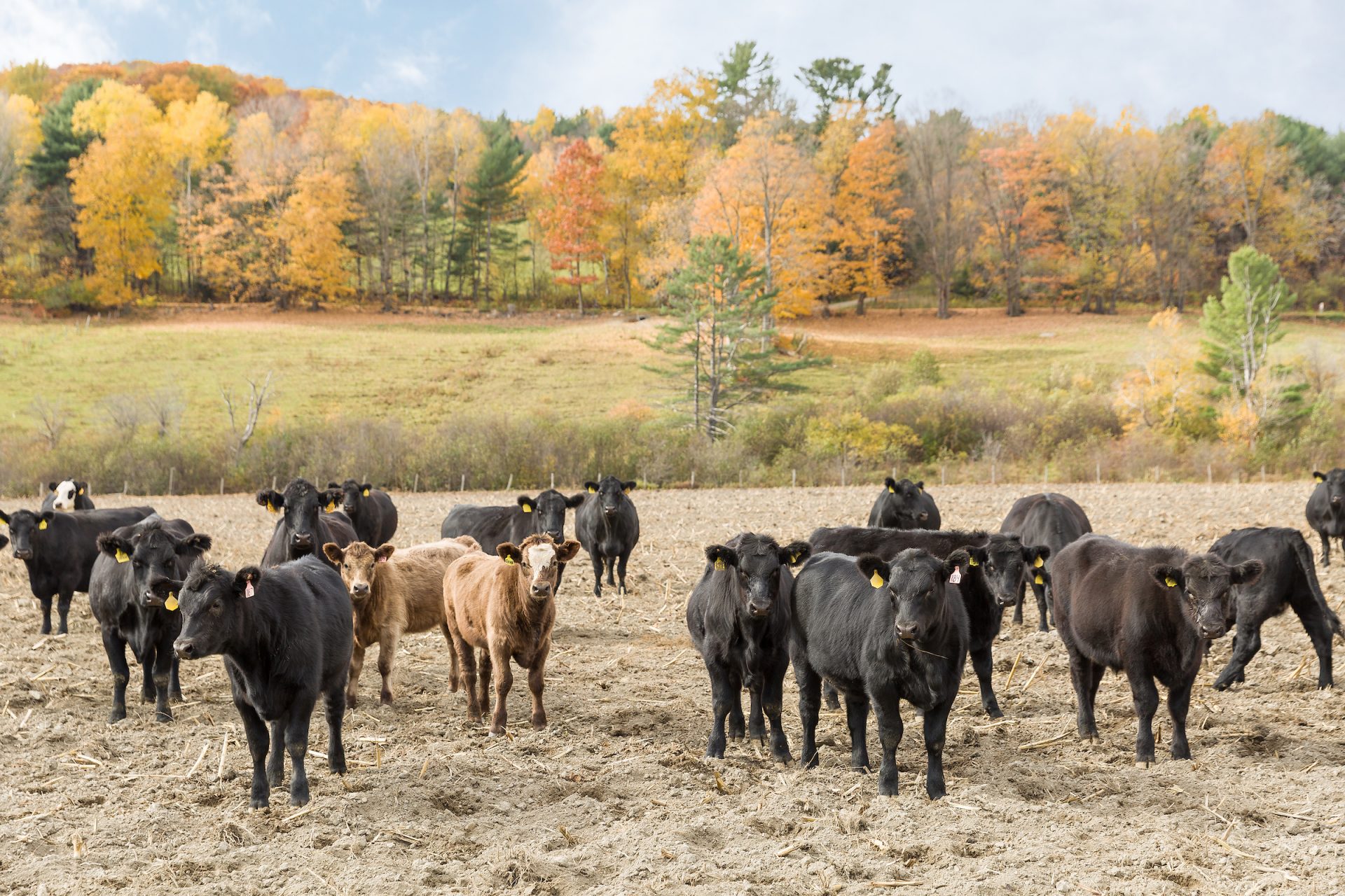 Spotlight on Black River Meats - Middlebury Food Co-op