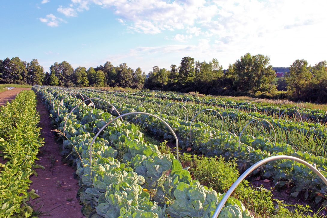 Spotlight on Four Pillars Farm - Middlebury Food Co-op