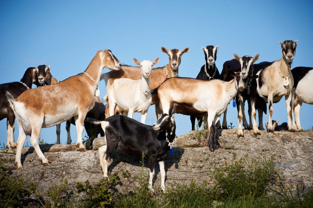 Spotlight on Blue Ledge Farm - Middlebury Food Co-op