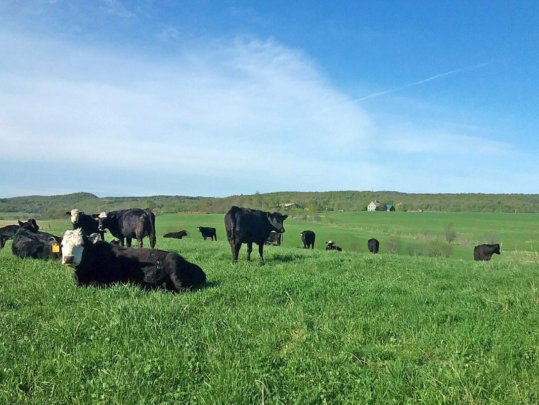 Spotlight on Lucas Family Farms - Middlebury Food Co-op